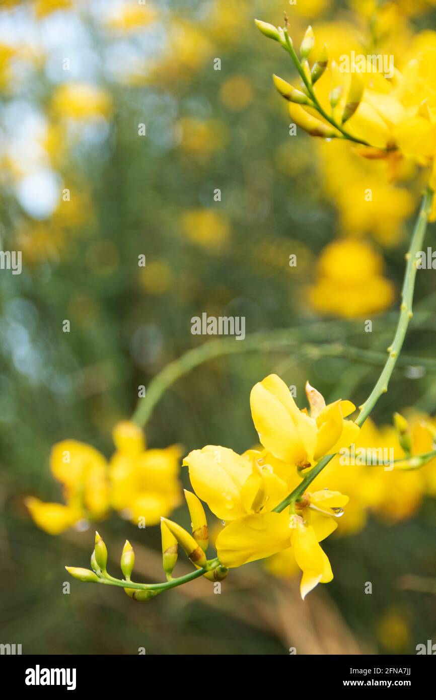 Yellow genista flower in Pollino national park, Basilicata region, taly ...