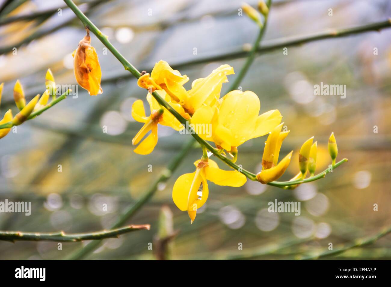 Yellow genista flower in Pollino national park, Basilicata region, taly ...