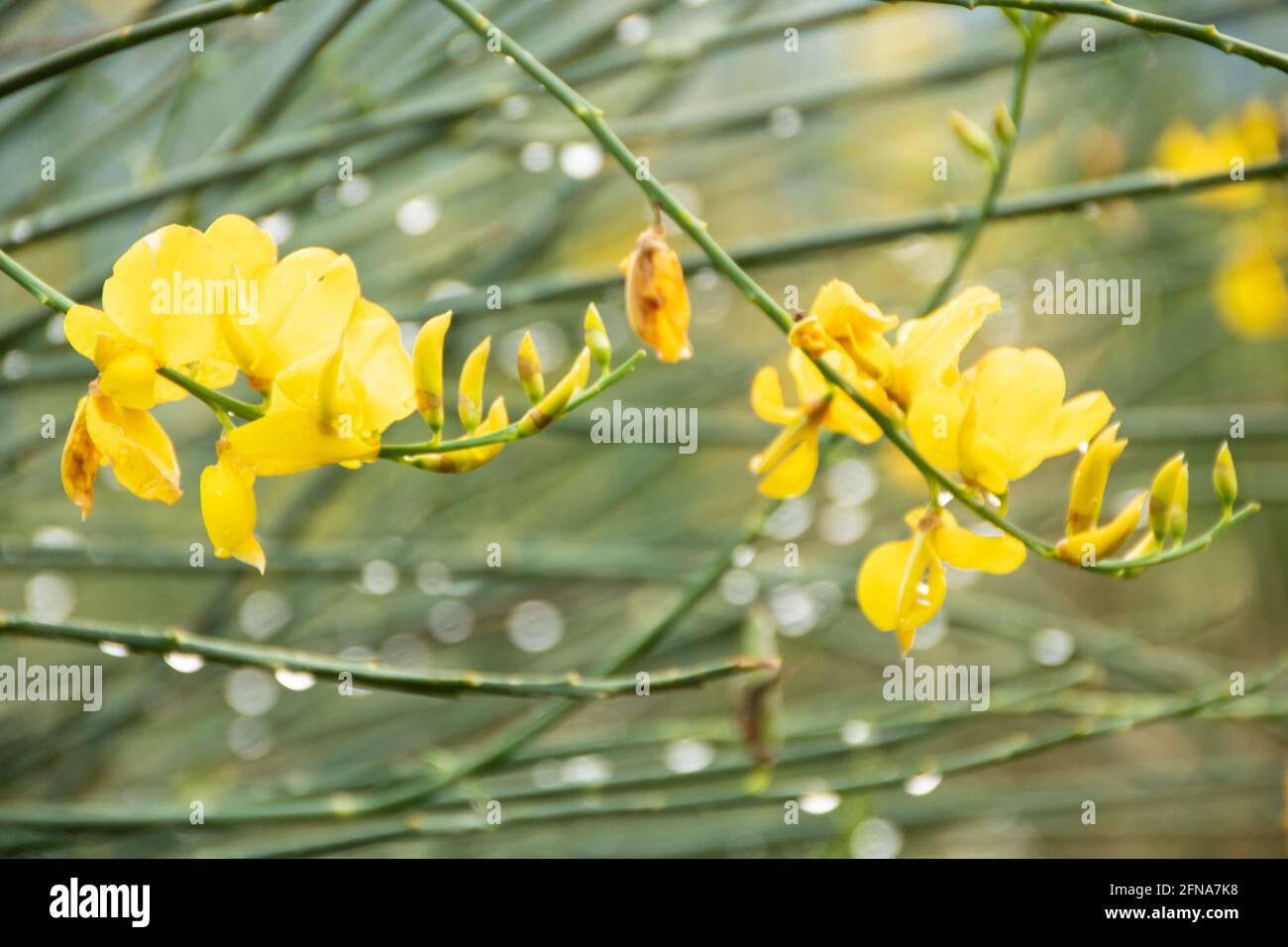 Yellow genista flower in Pollino national park, Basilicata region, taly ...