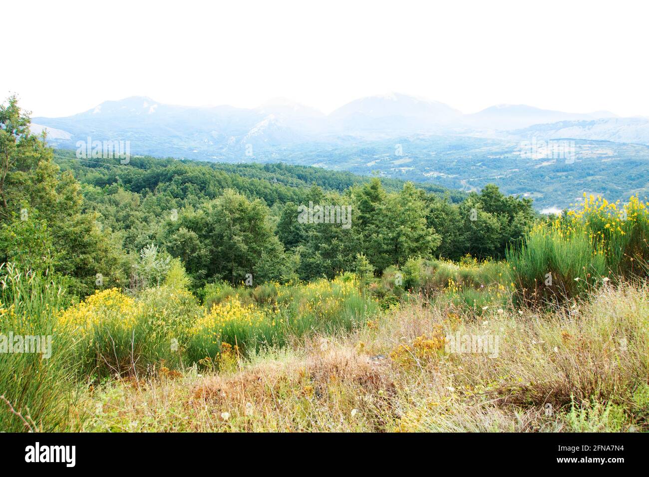 National park of Pollino, In Basilicata region, Italy Stock Photo - Alamy