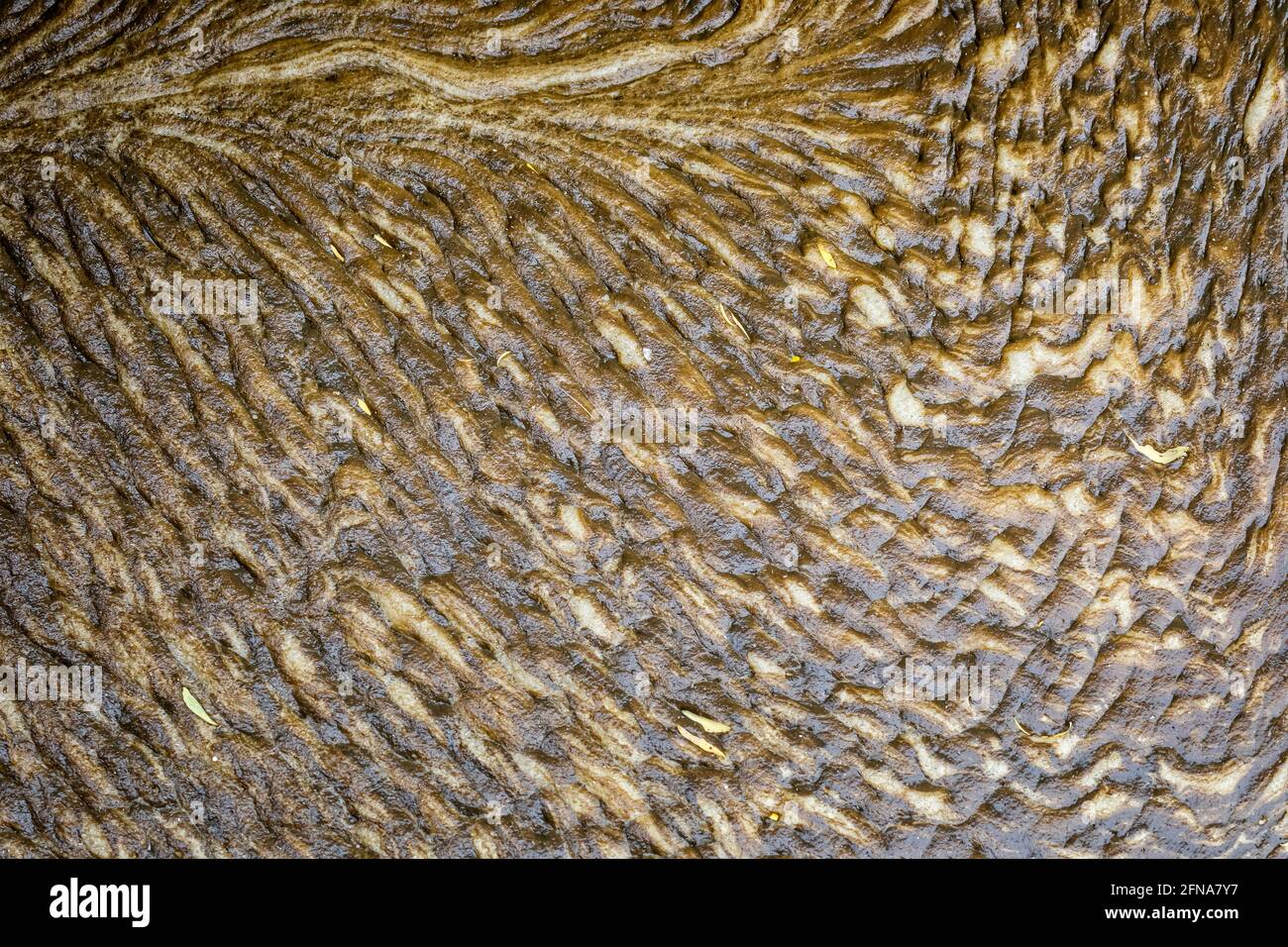 Close up of patterns of organic matter and debris caught in river eddy ...