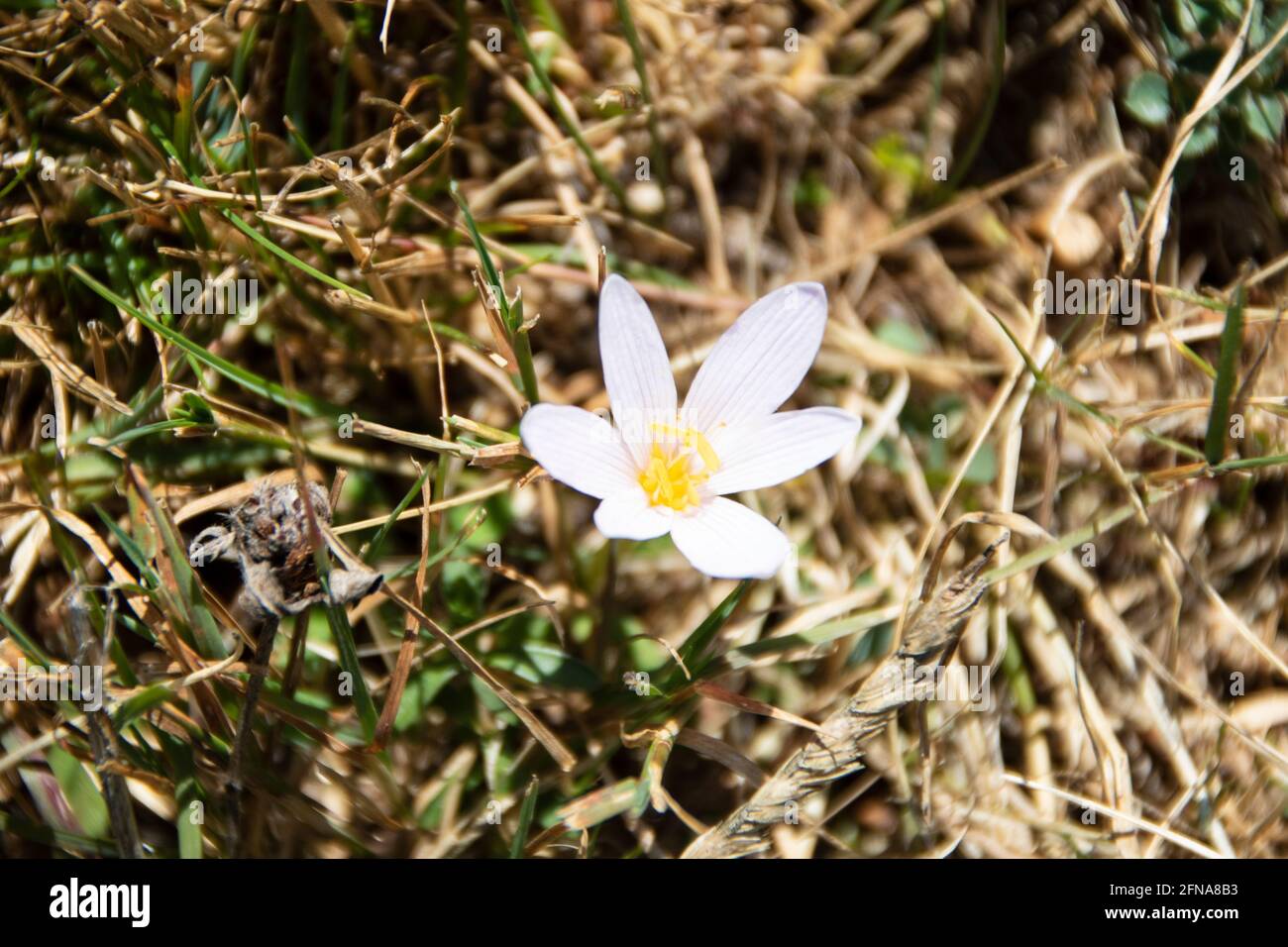crocus flower in Pollino national park, a wide natural reserve in ...