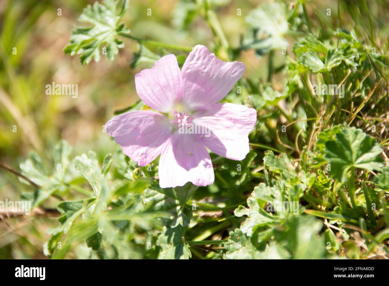 cistus flower in Pollino national park, a wide natural reserve in ...