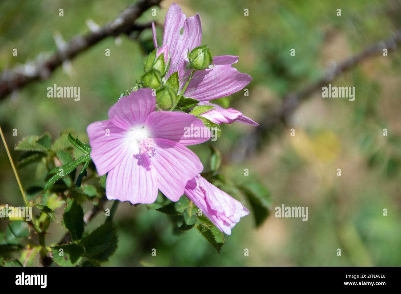 cistus flower in Pollino national park, a wide natural reserve in ...