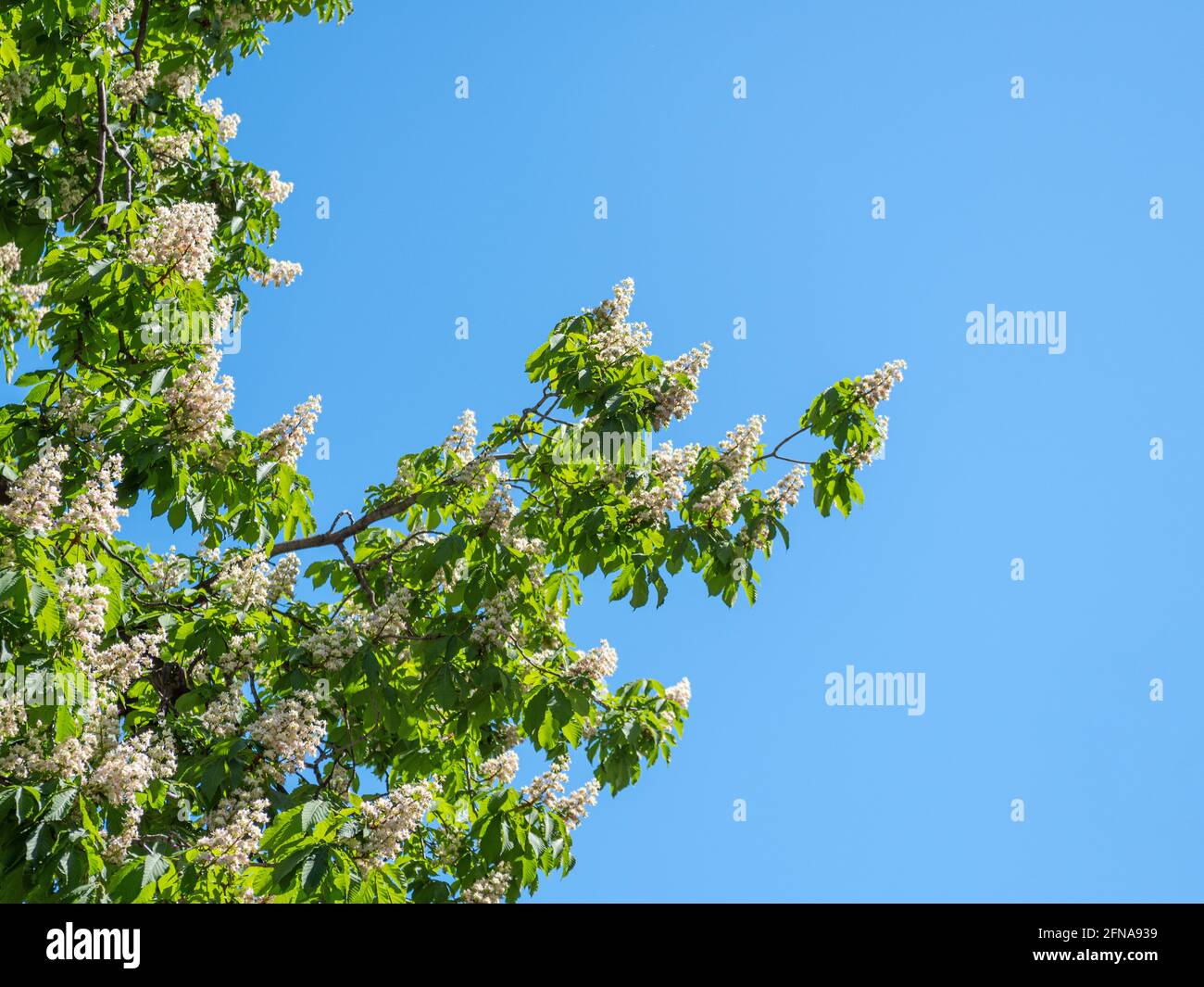 Chestnut blooms hi-res stock photography and images - Alamy