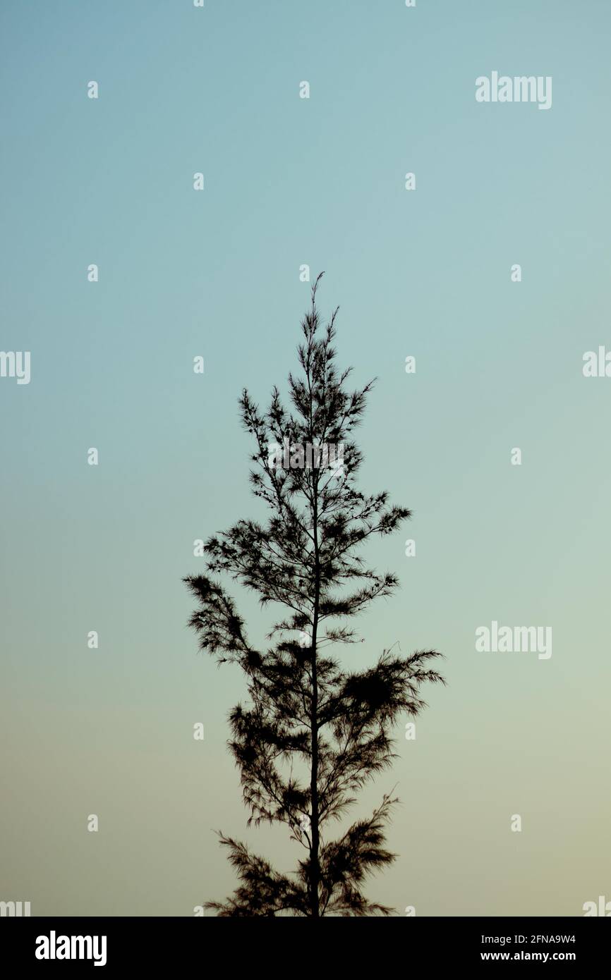 Vertical shot of a single tall tree with dark leaves beneath a ...