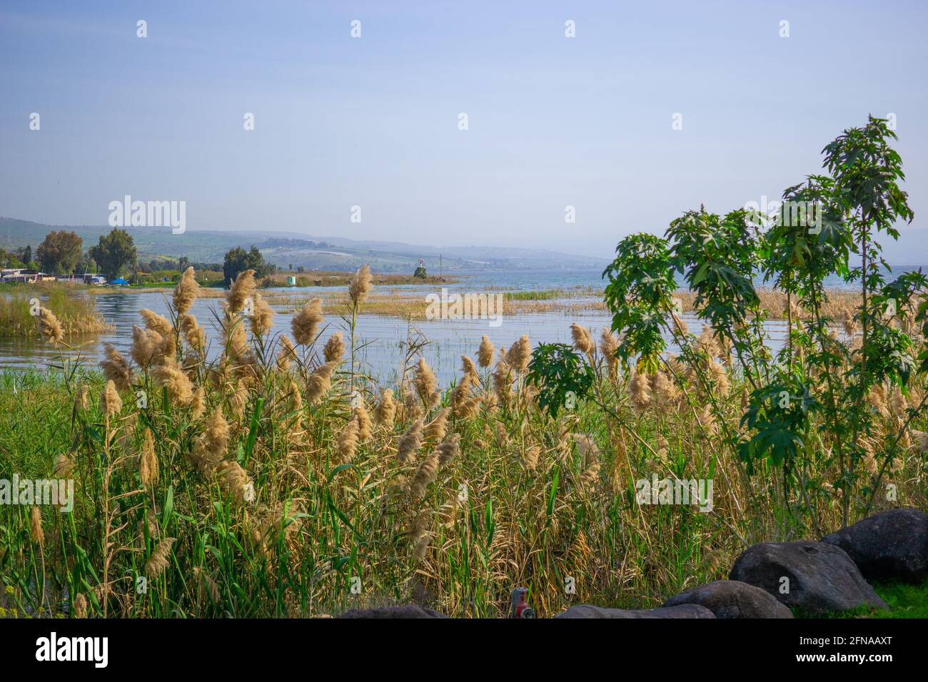 Reeds growing along shore hi-res stock photography and images - Alamy