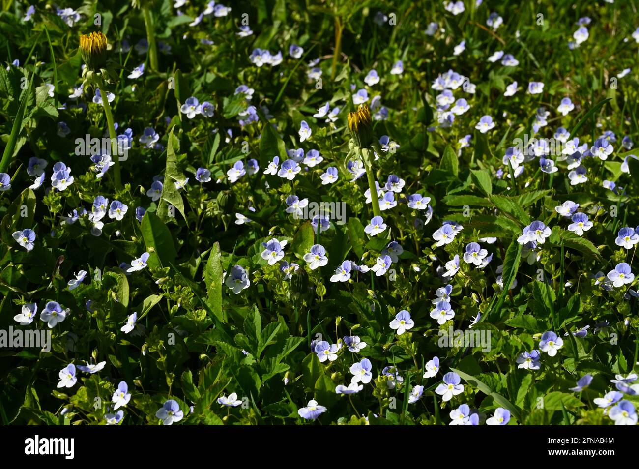 Slender speedwell (Veronica filiformis) blue flowers blossom in spring ...