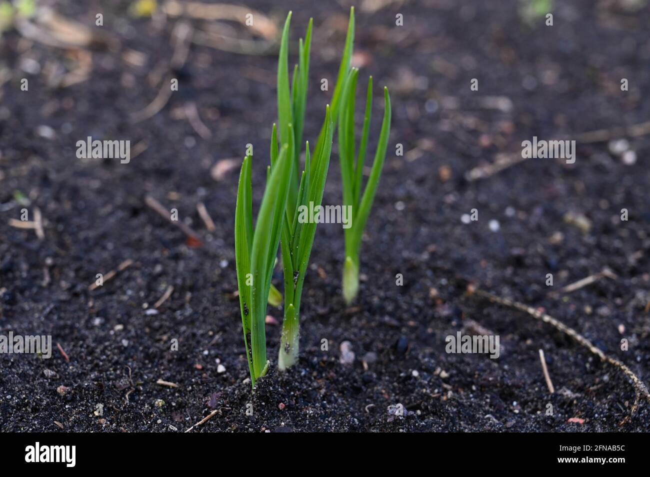 Onion arrows hi-res stock photography and images - Alamy