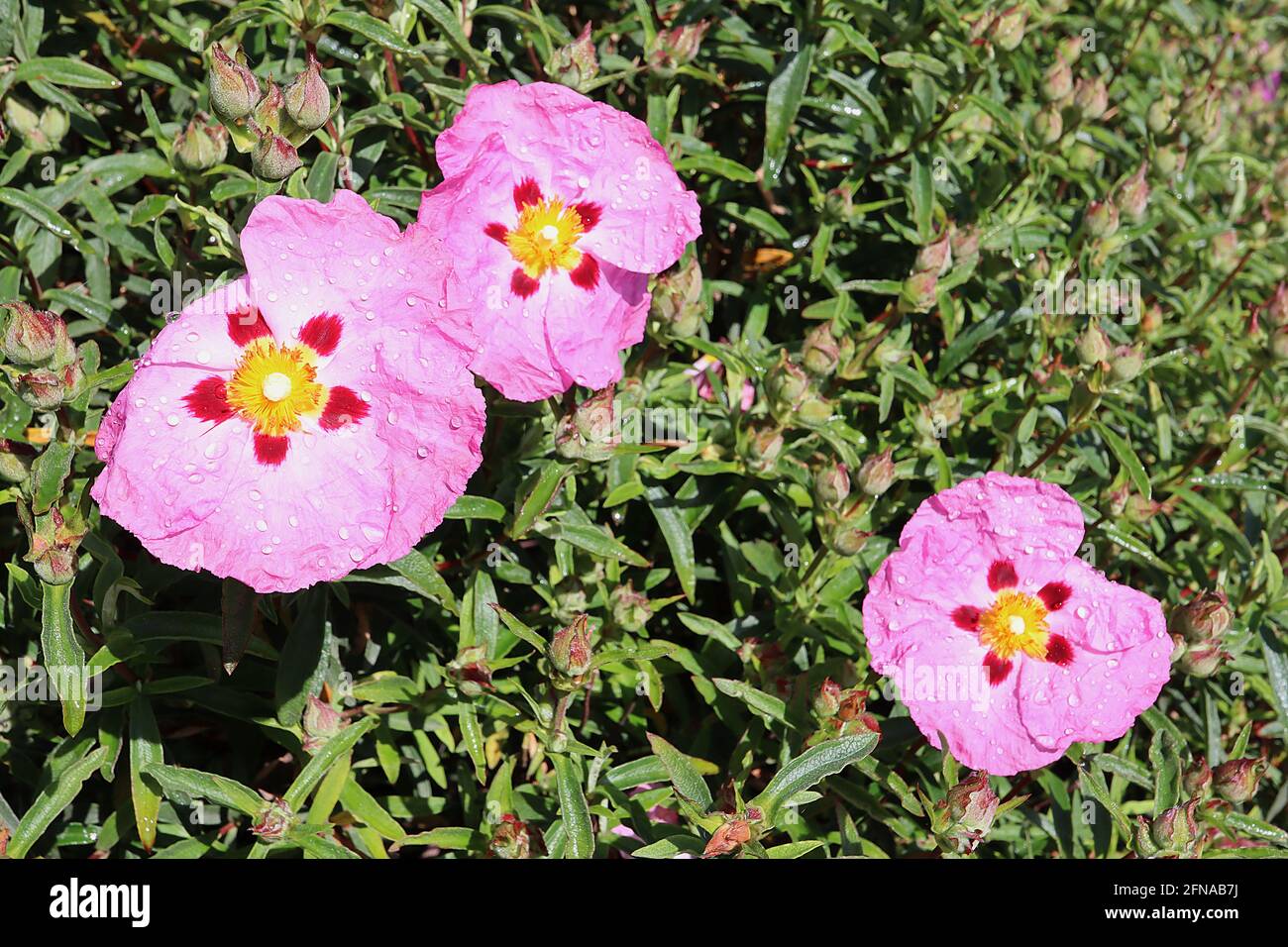 Brown and yellow orchid hi-res stock photography and images - Alamy