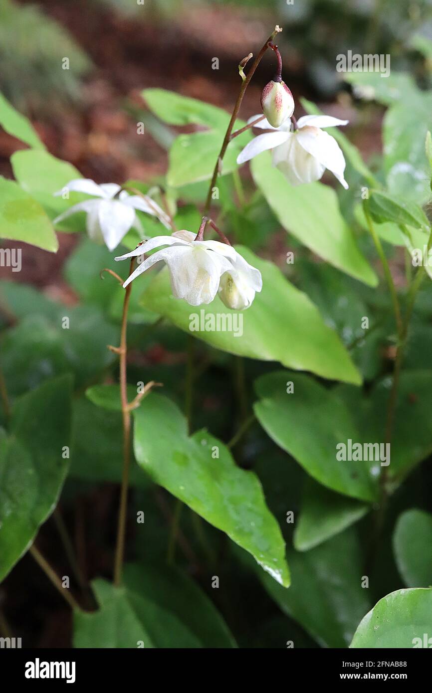 Long spurred flowers hi-res stock photography and images - Alamy