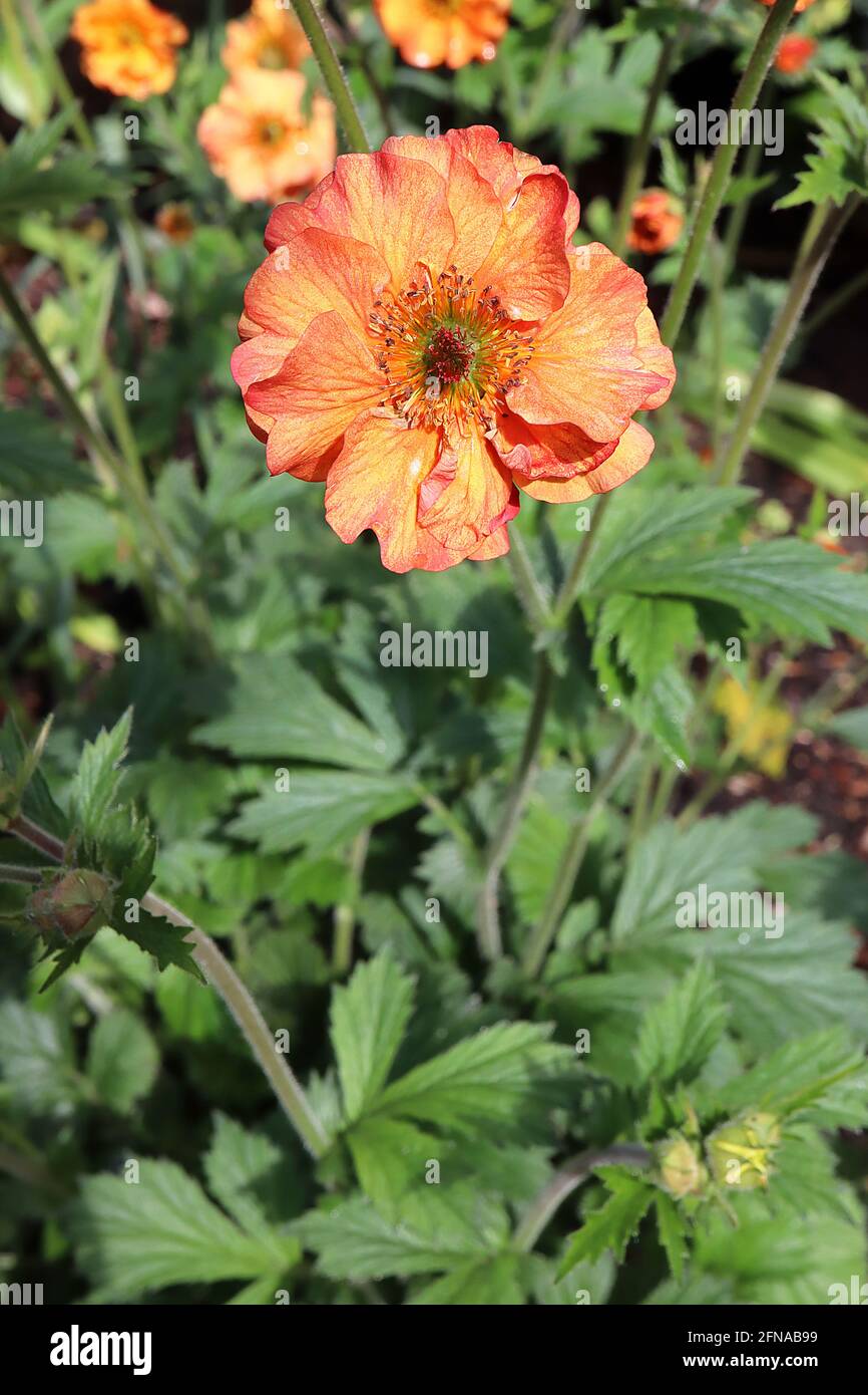 Geum ‘Totally Tangerine’ avens Totally Tangerine – orange saucer-shaped ...