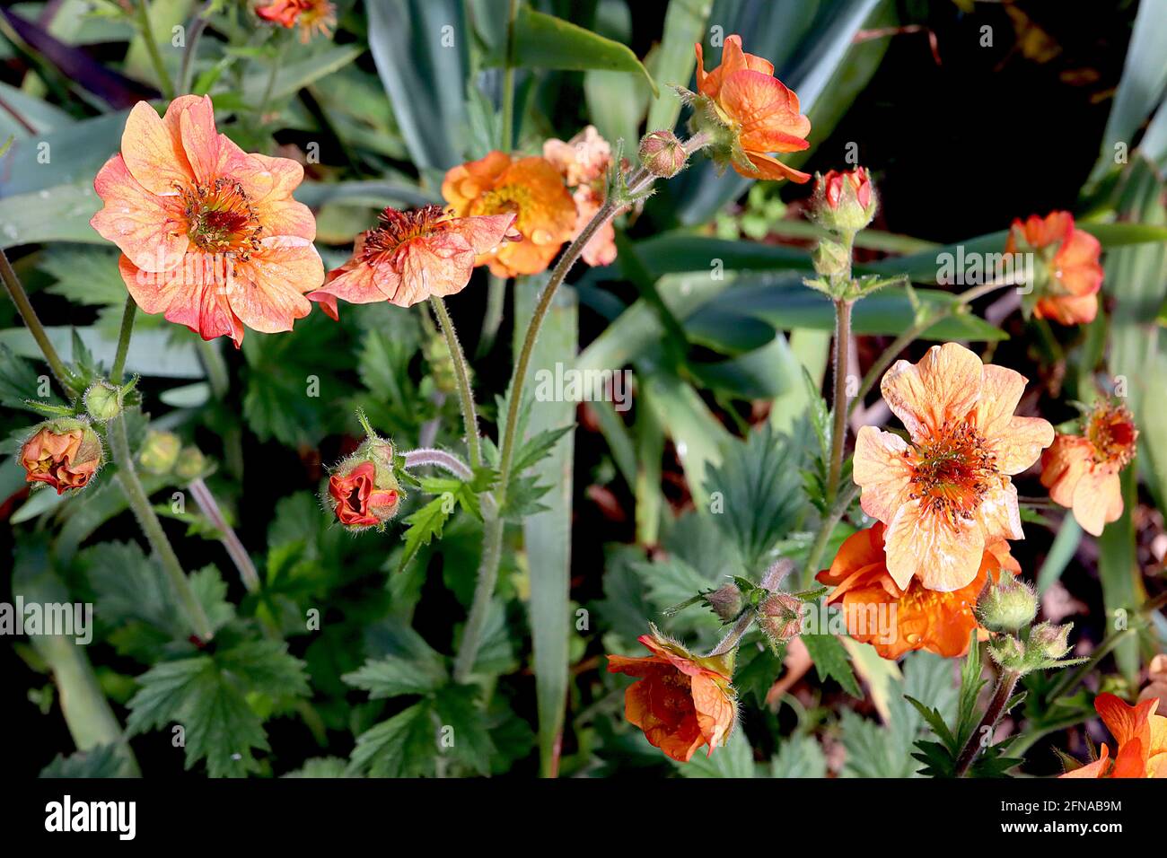 Geum leaves hi-res stock photography and images - Alamy