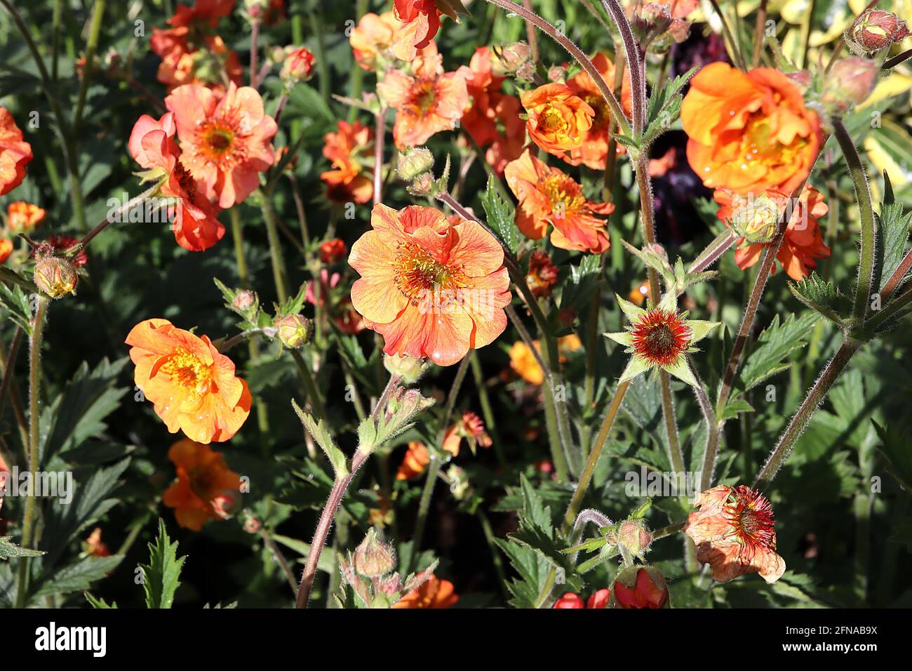 Geum ‘Totally Tangerine’ avens Totally Tangerine – orange saucer-shaped ...