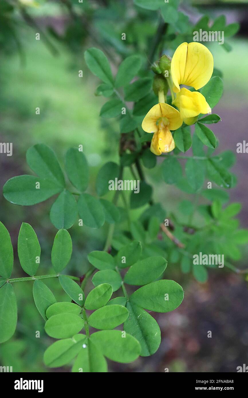 Hippocrepis emerus scorpion senna – yellow pea-like flowers with ...