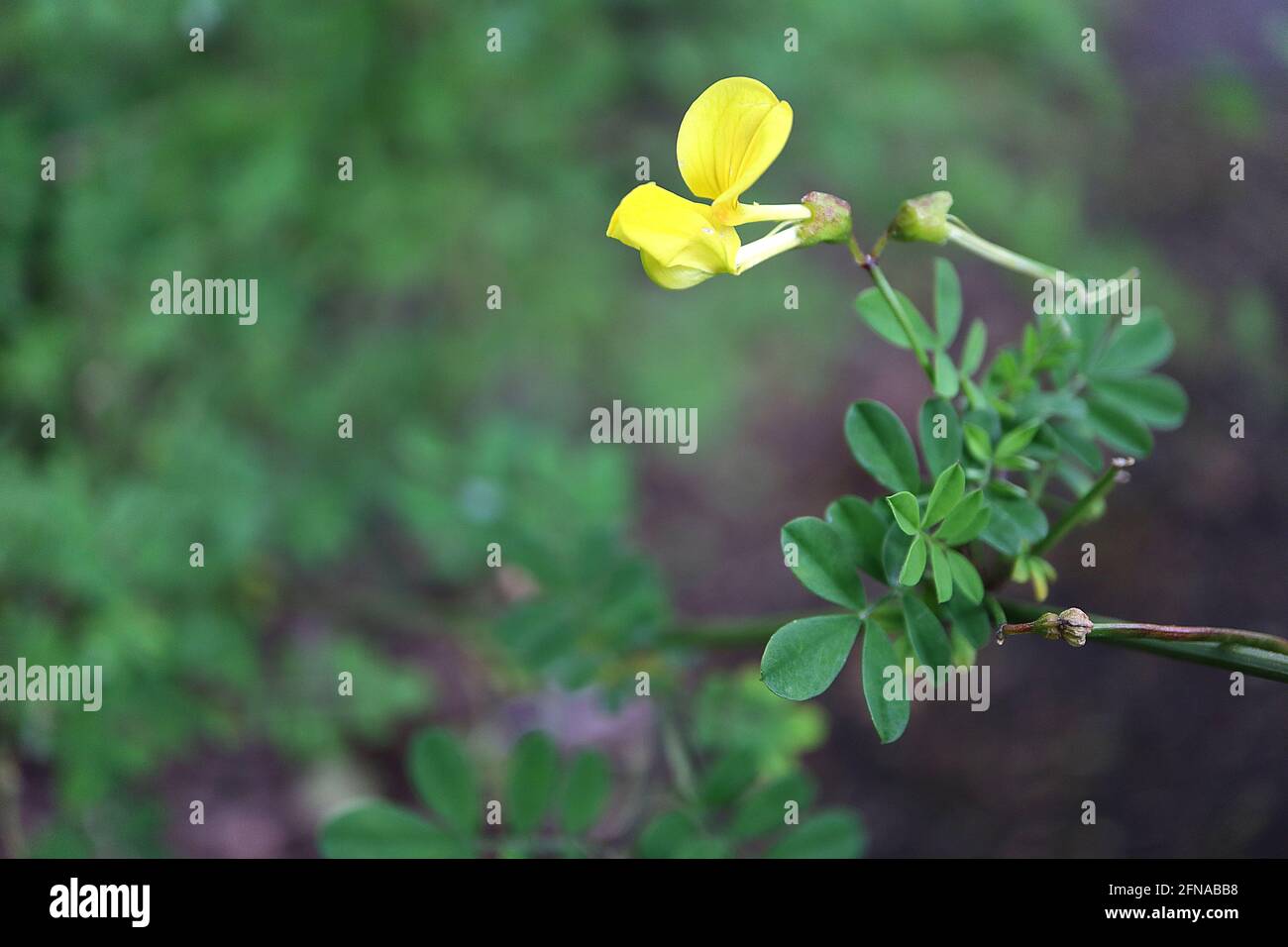 Hippocrepis emerus scorpion senna – yellow pea-like flowers with ...