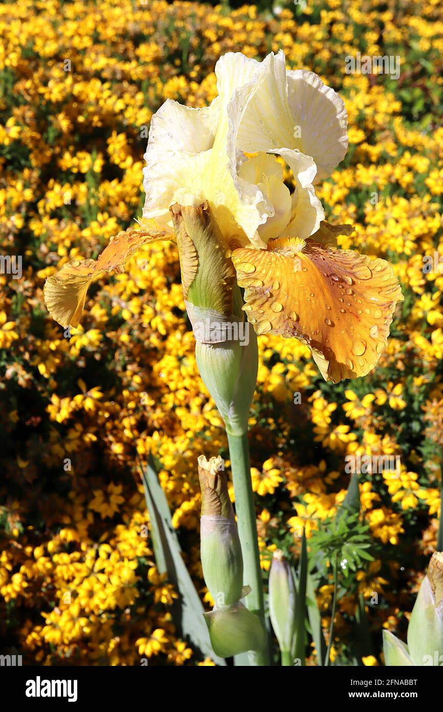 Iris ‘Honey Glazed’ Bearded iris Caramel falls, white standards with ...