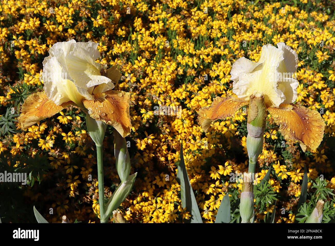 Iris ‘Honey Glazed’ Bearded iris Caramel falls, white standards with ...