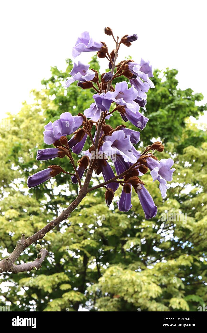Paulownia tomentosa Foxglove tree – lilac purple foxglove-like flowers ...