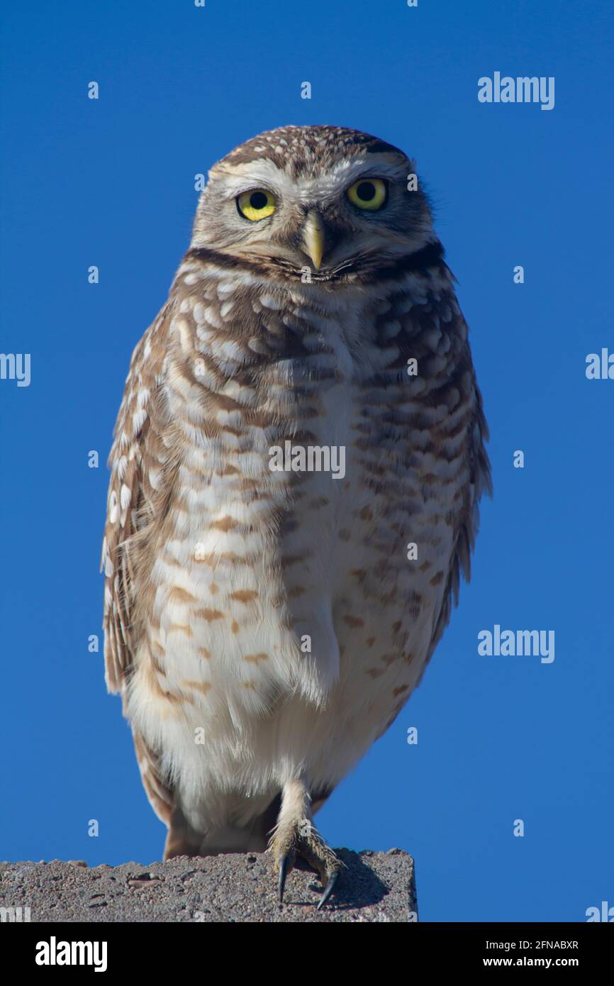 Burrowing Owl perching Stock Photo - Alamy
