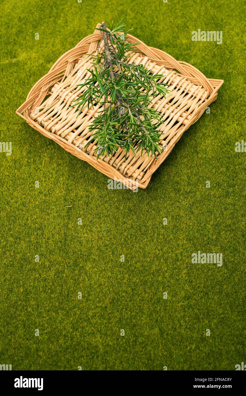 Vertical shot of a plant on the straw tray against a green grass ...
