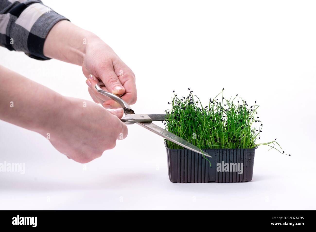 Woman's hands with large metal scissors cut micro green onions ...