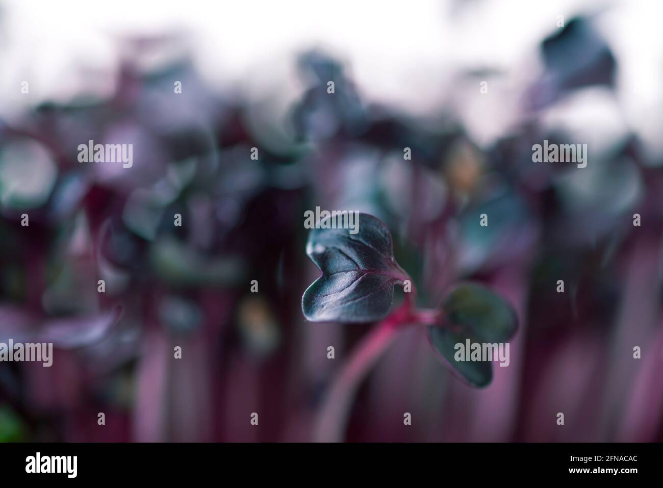 Microgreens of purple radish Micro greens of red radish as background ...