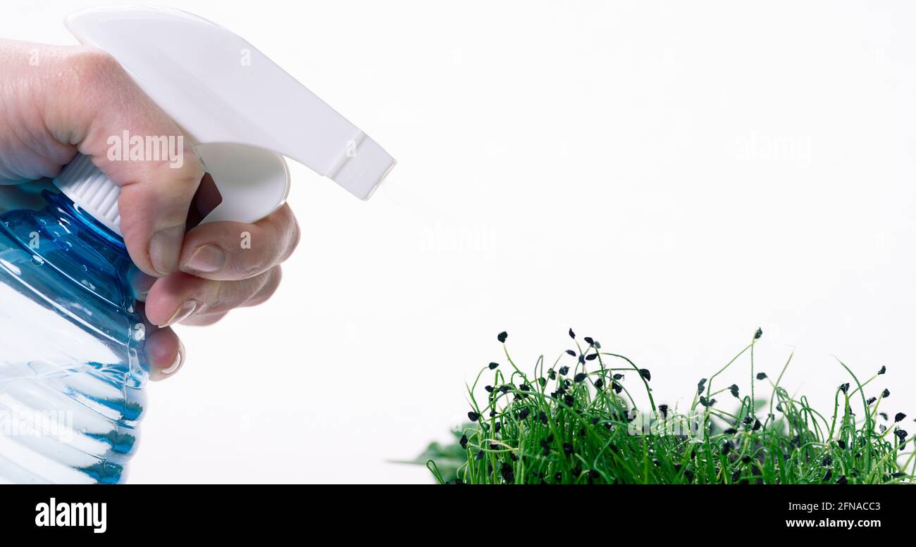Pouring micro greens from a bullet gun with water on a white background ...