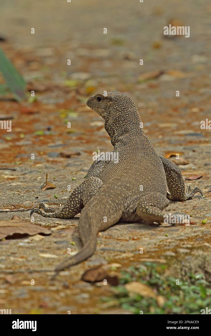 South-east Asian Monitor Lizard (Varanus dumerilii) adult walking along ...
