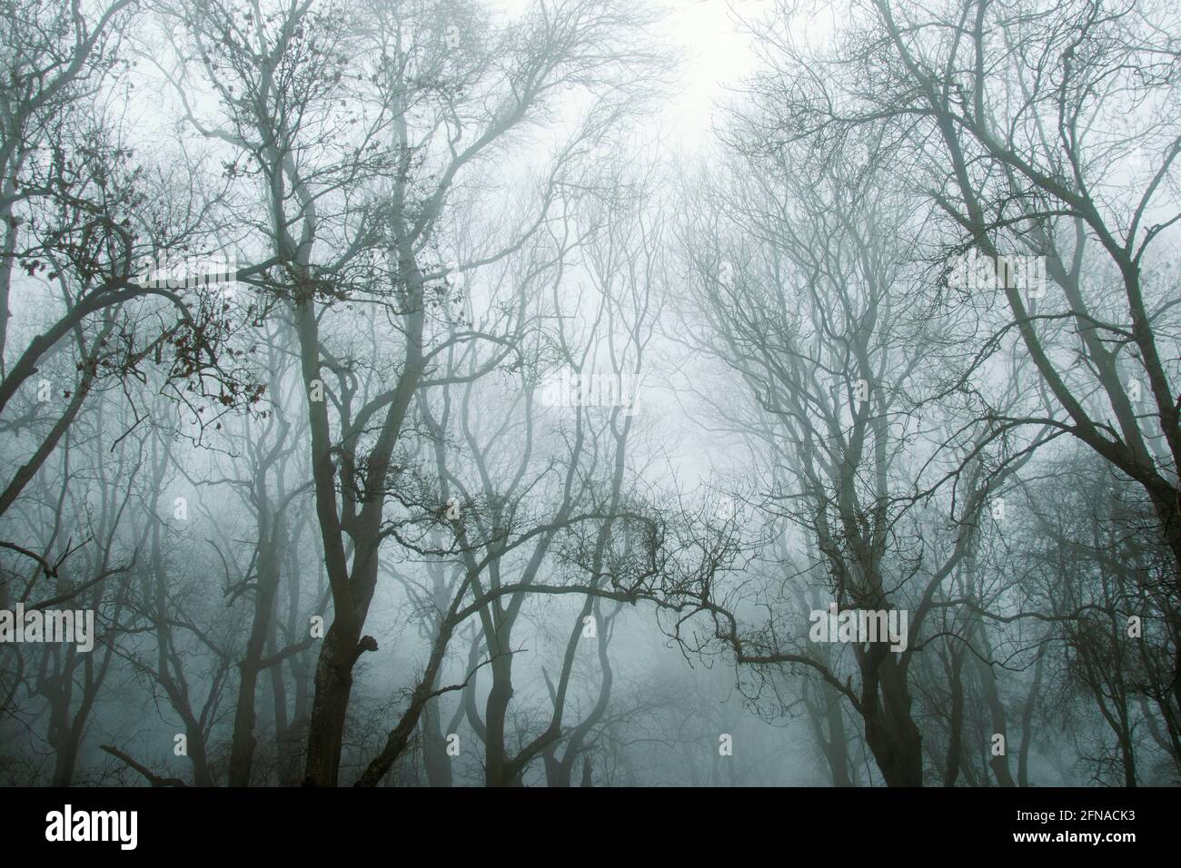 A moody edit looking up at trees in a forest in the countryside. On a ...