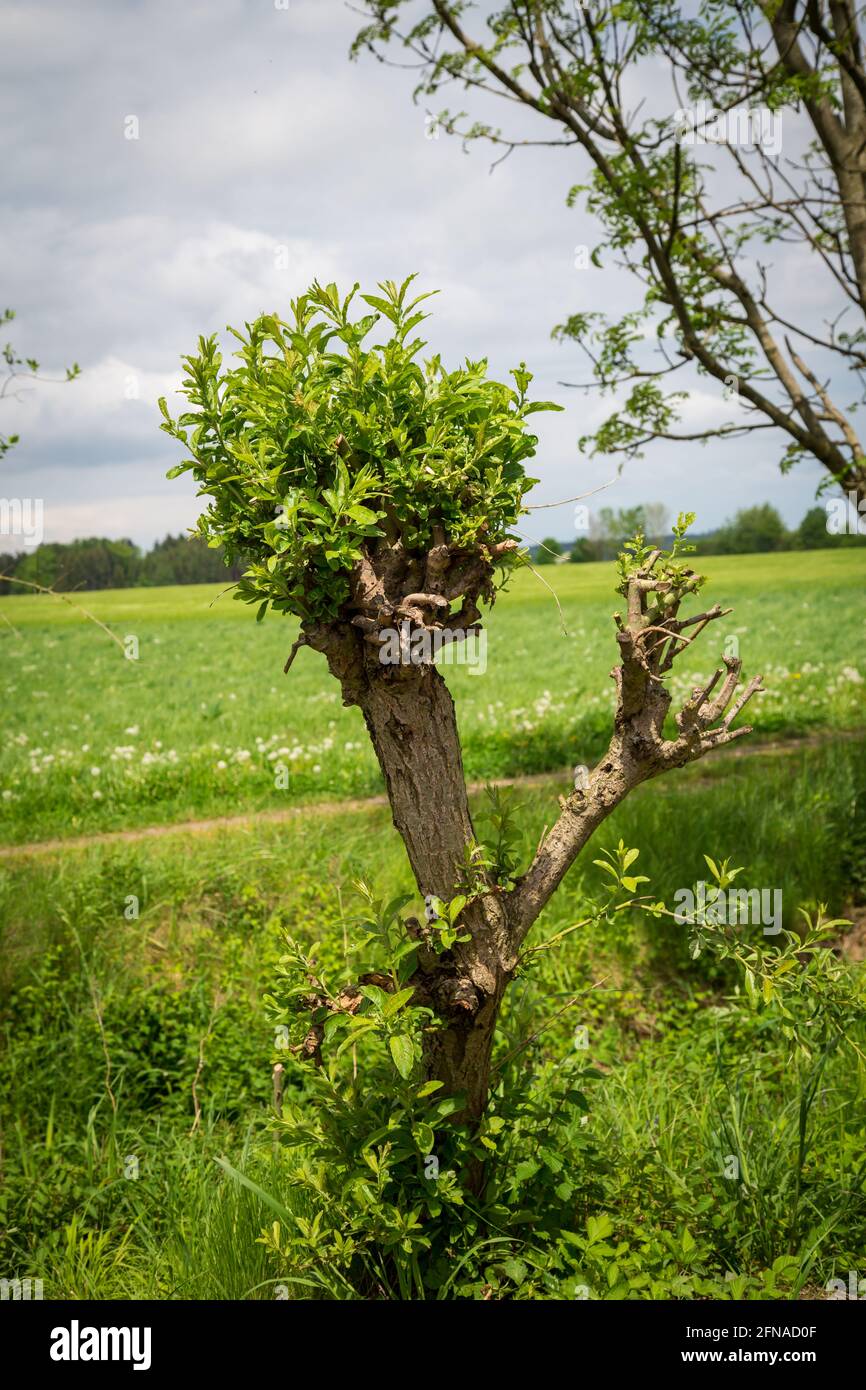 Osier willow hi-res stock photography and images - Alamy