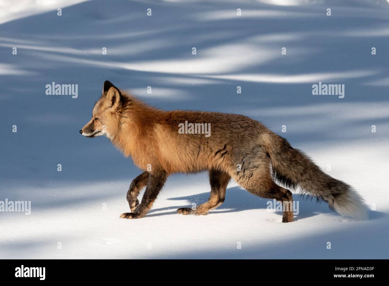 Animal stalking hiker hi-res stock photography and images - Alamy