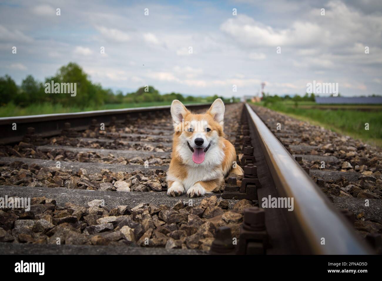 Corgi rails hi-res stock photography and images - Alamy