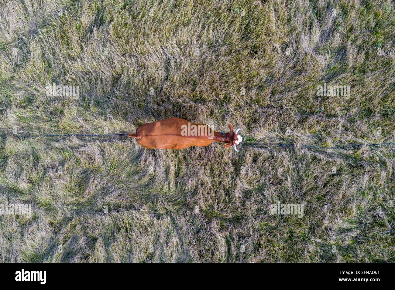 Cow aerial view hi-res stock photography and images - Alamy