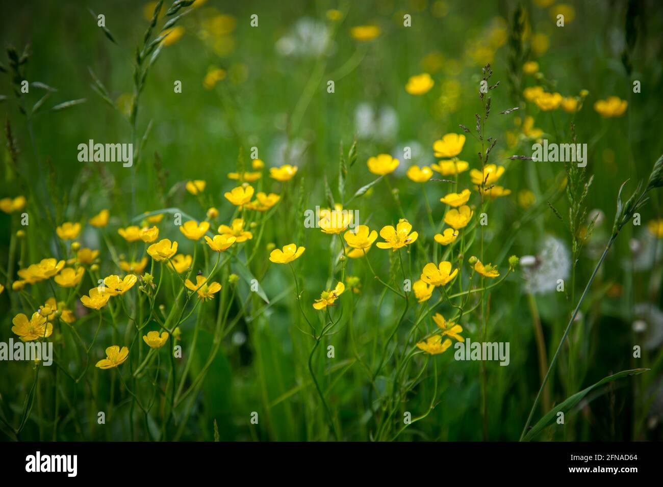 Flower buttercup spring flowers hi-res stock photography and images - Alamy