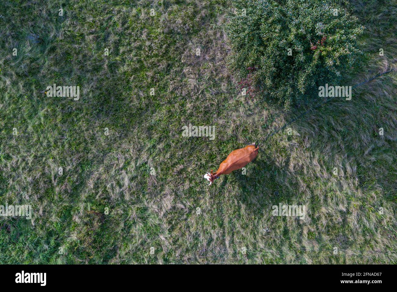 Cow aerial view hi-res stock photography and images - Alamy