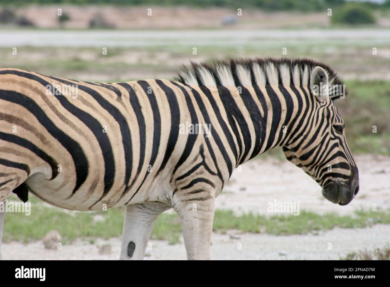 Zebra symmetry hi-res stock photography and images - Alamy