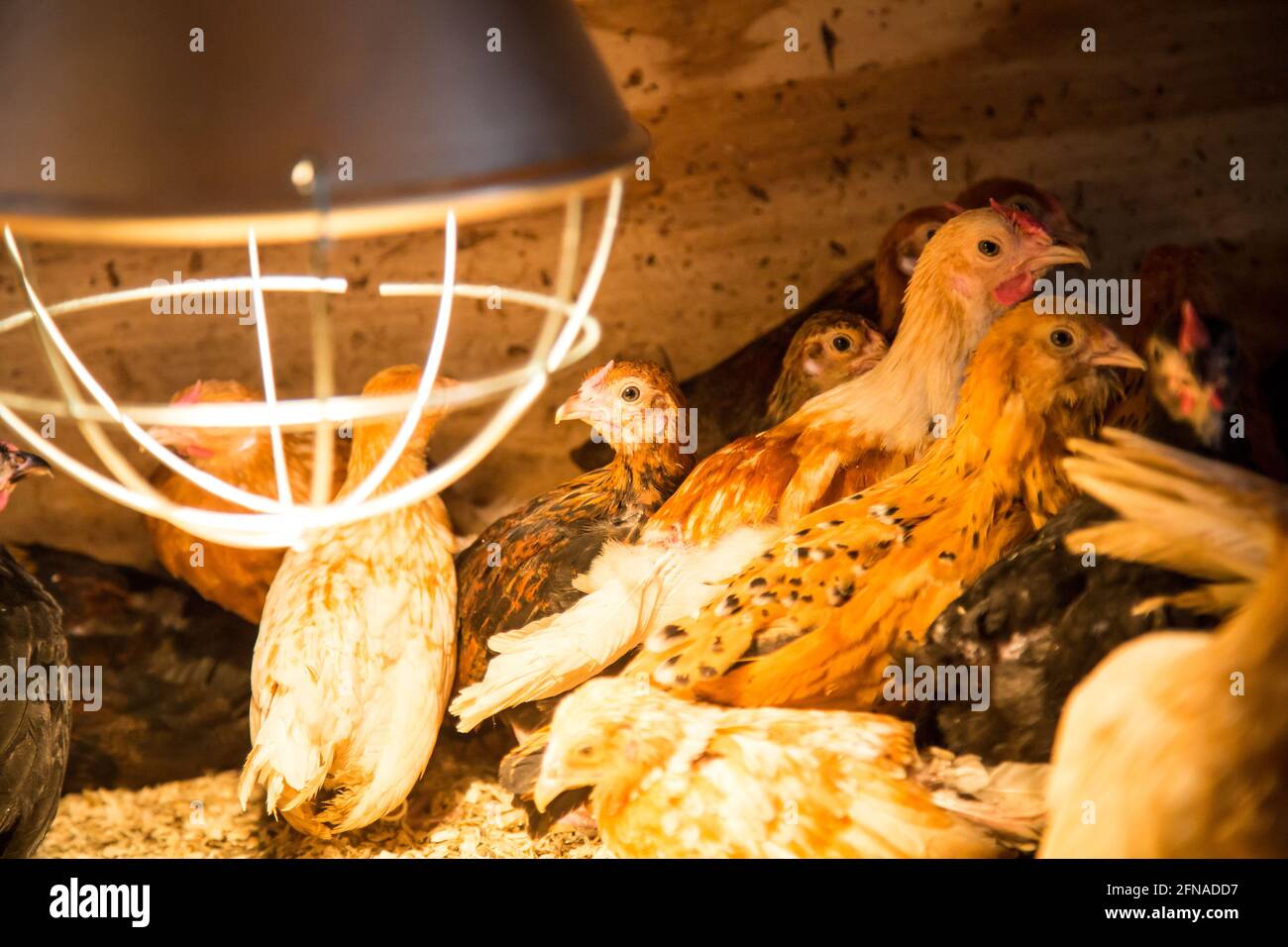 Chicken breeding farm hi-res stock photography and images - Alamy