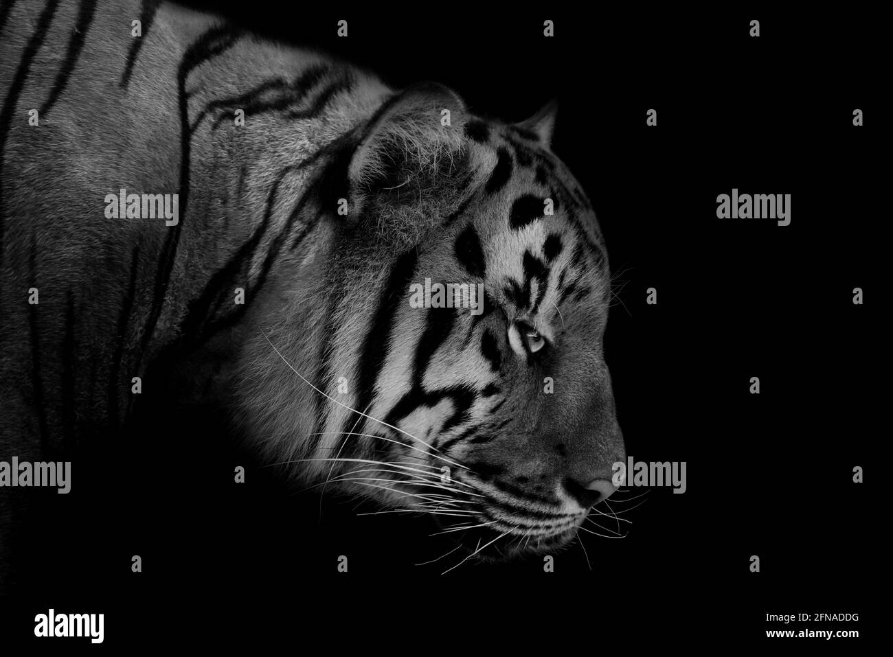 Tiger furious , animal isolated , wildlife hunter Stock Photo - Alamy