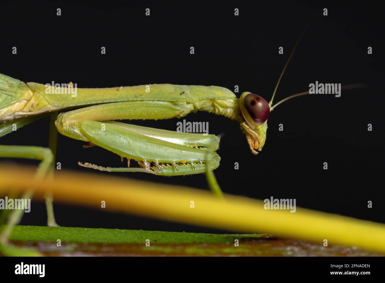 Female Adult Unicorn Mantis of the species Parastagmatoptera ...