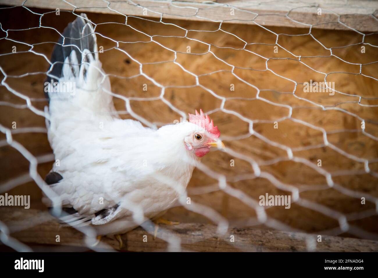 Chicken hen hi-res stock photography and images - Alamy