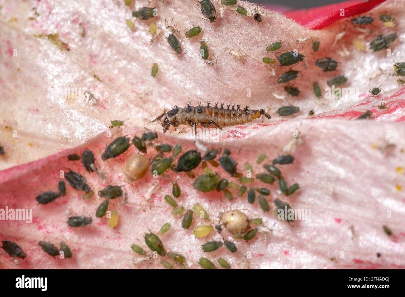 Lady beetle larvae hi-res stock photography and images - Alamy