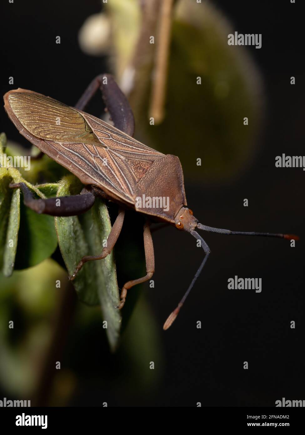 Haematicus hi-res stock photography and images - Alamy