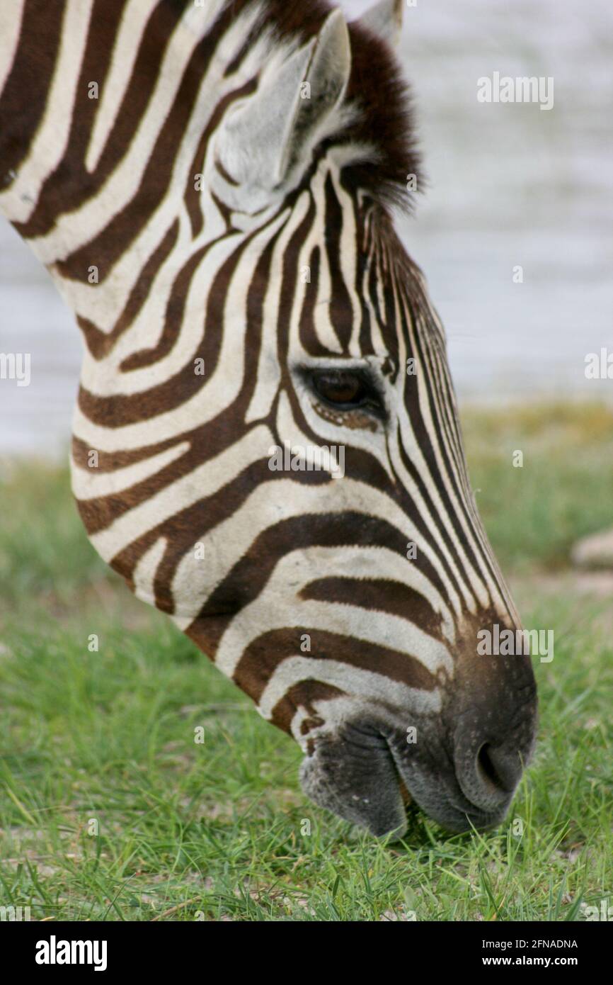 Closeup portrait of wild Burchell's Zebra (Equus quagga burchellii ...