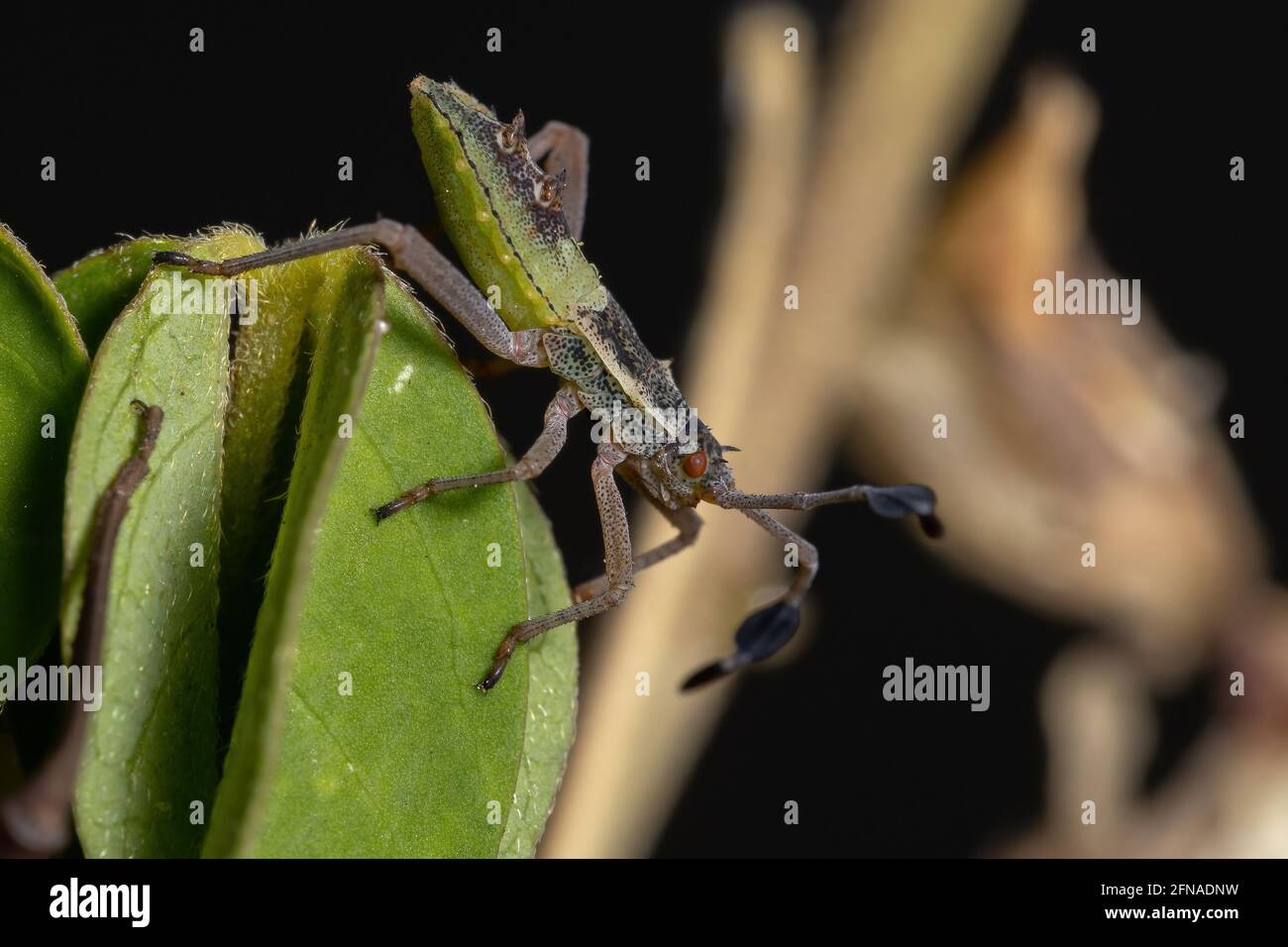Leaf-footed Bug Nymph of the species Athaumastus haematicus Stock Photo ...