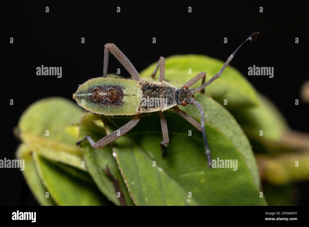 Athaumastus haematicus hi-res stock photography and images - Alamy