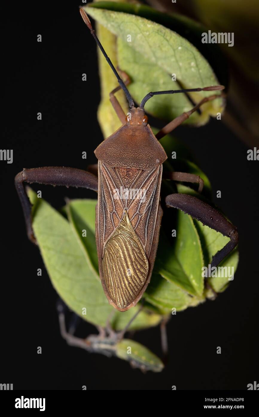 Haematicus hi-res stock photography and images - Alamy