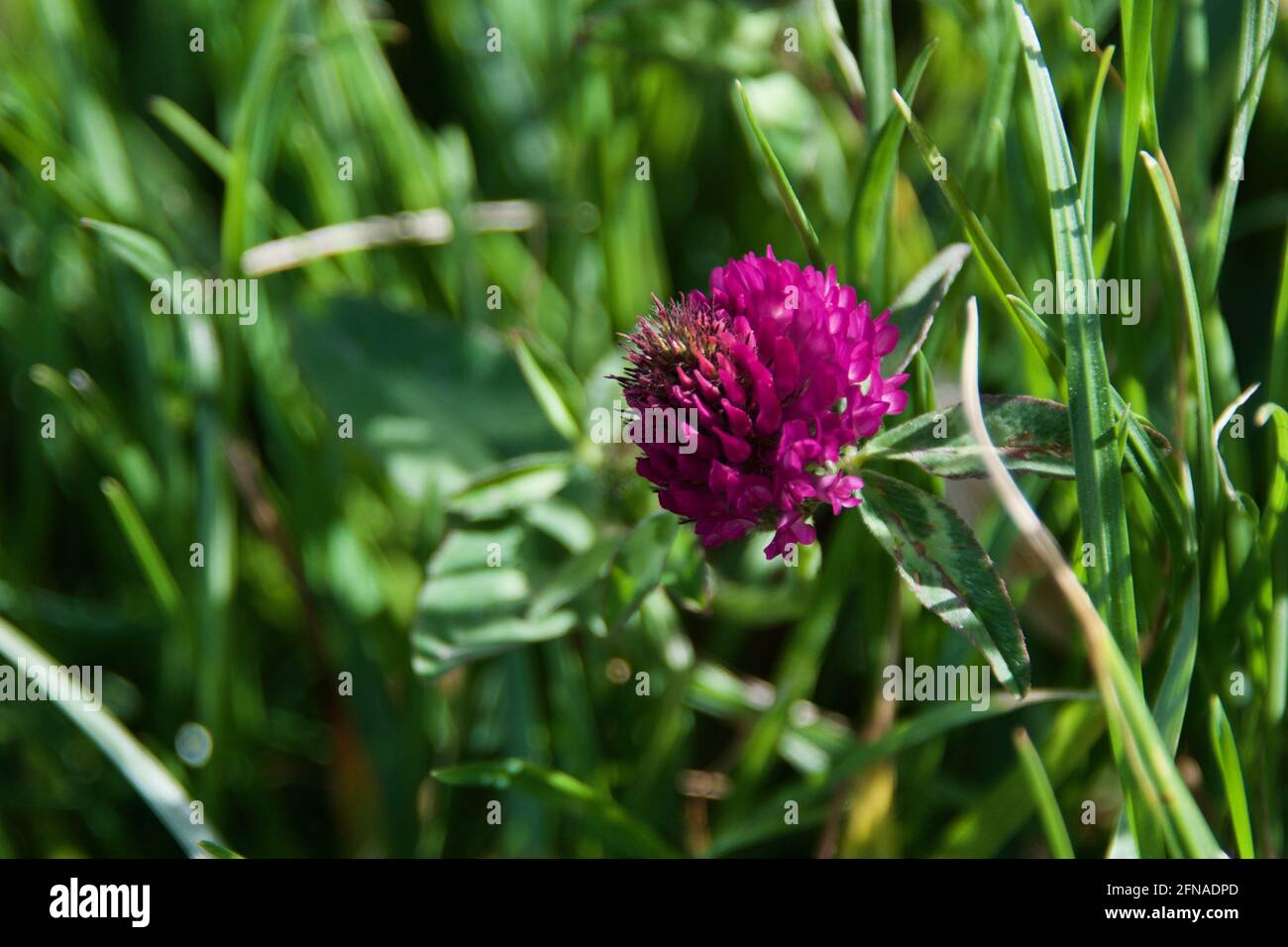 Treffle hi-res stock photography and images - Alamy