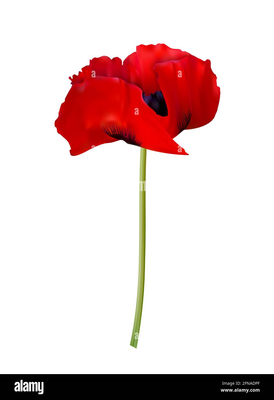 Realistic Poppy Flower Isolated on White Vector Illustration Stock ...