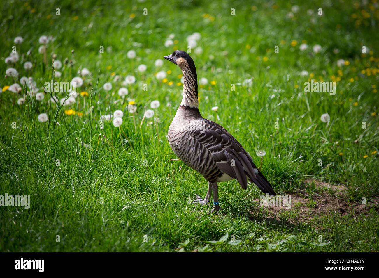 Hawaiian goose hi-res stock photography and images - Alamy